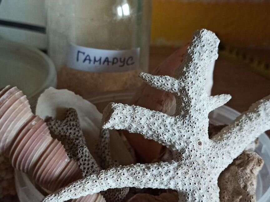 Ракушки для аквариума