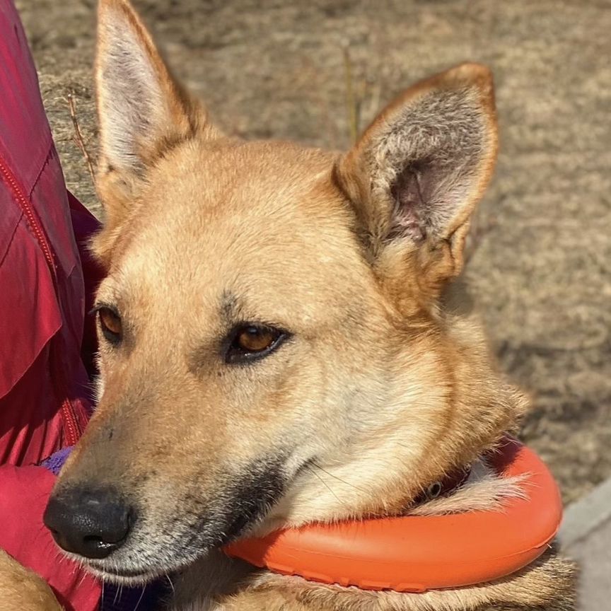 Взрослая собака в добрые руки