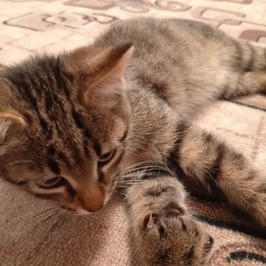 Отдам котёночка