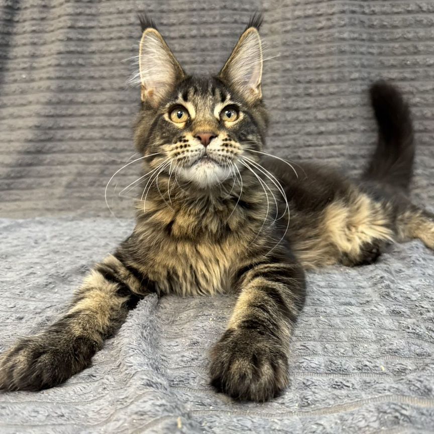 Мейн-кун котёнок