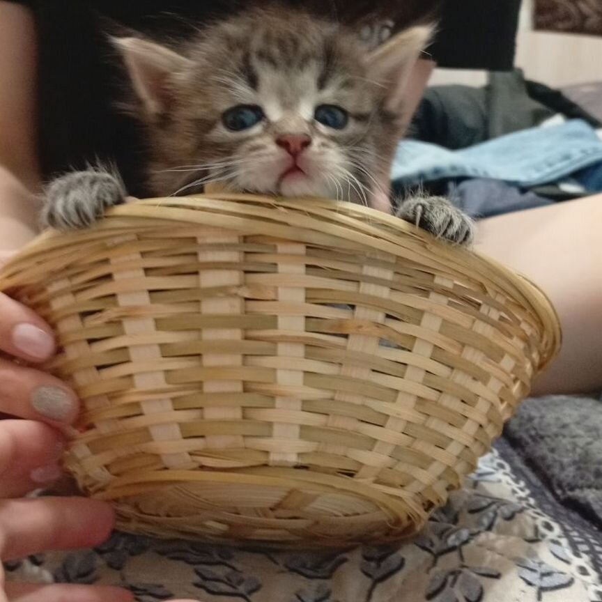 Курильский бобтейл длинношёрстный котёнок