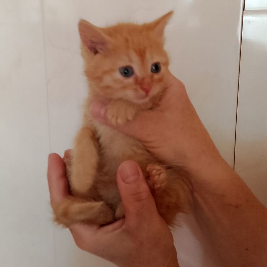 Британский короткошёрстный котёнок