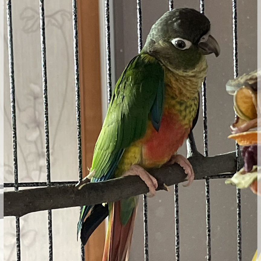 Попугай пиррура