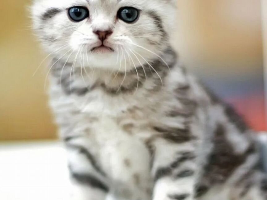 Лиловые и голубые вислоушки