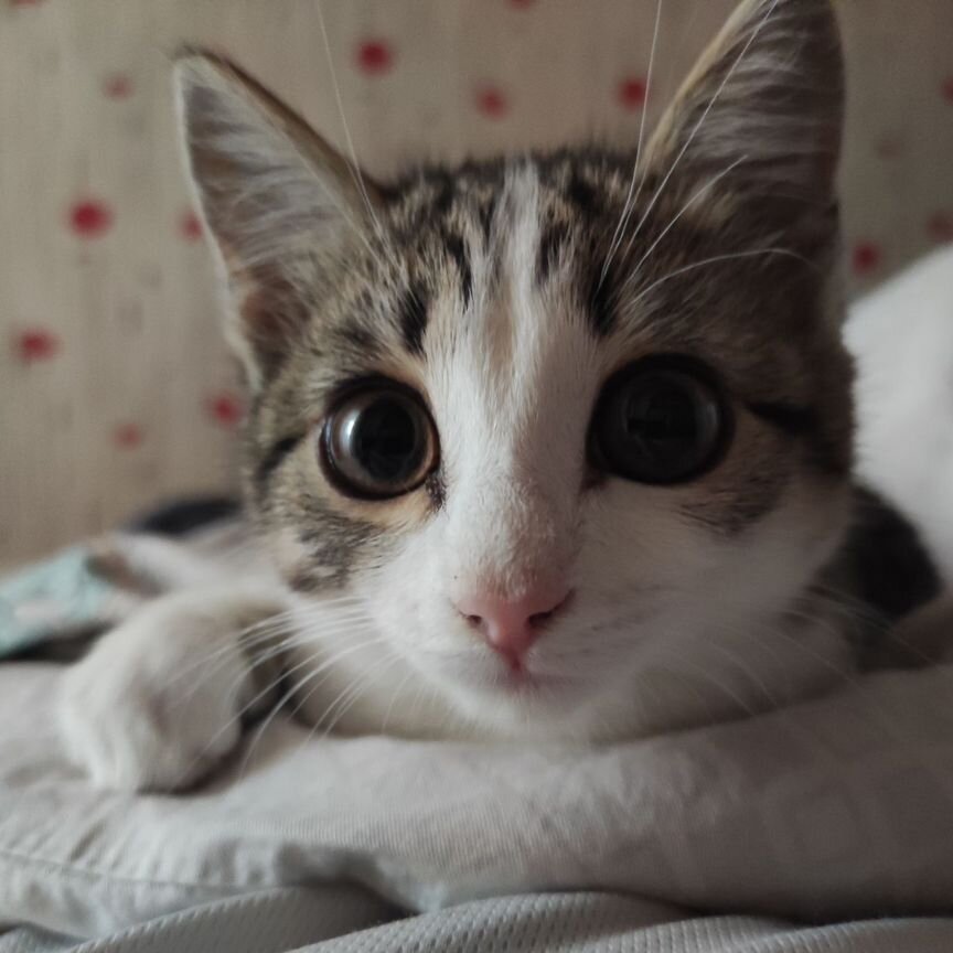 Отдаю котенка