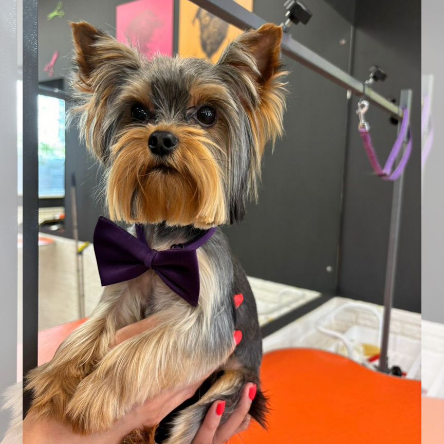 Случка йоркширский терьер мальчик