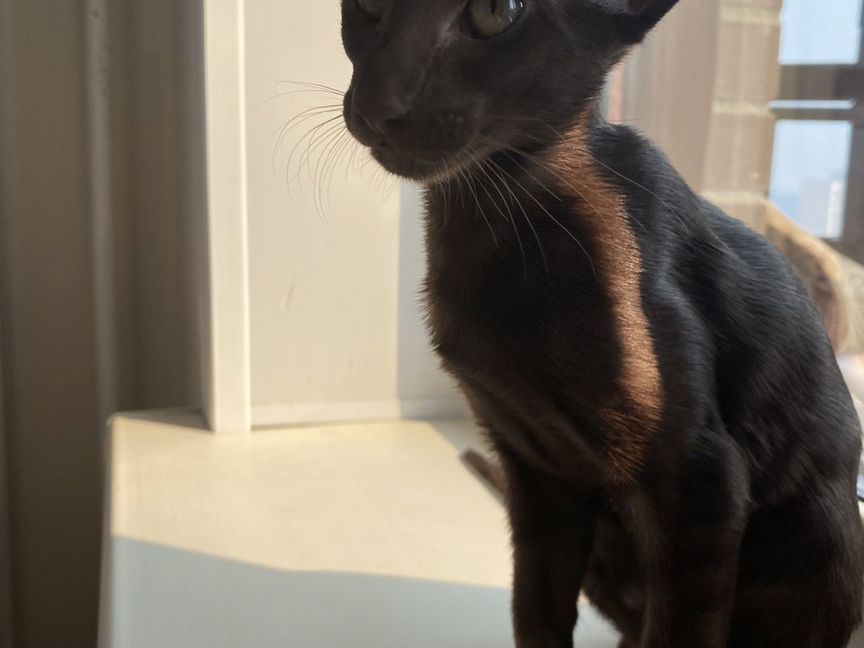 Ориенталый котенок(девочка)