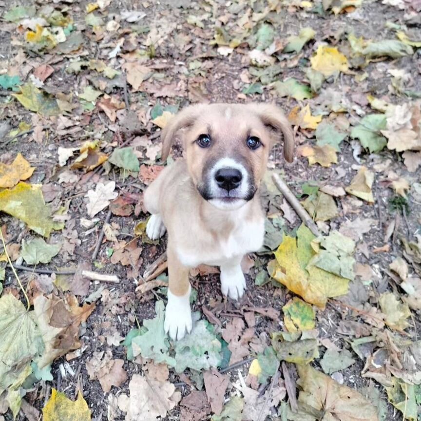 Щенок в добрые руки