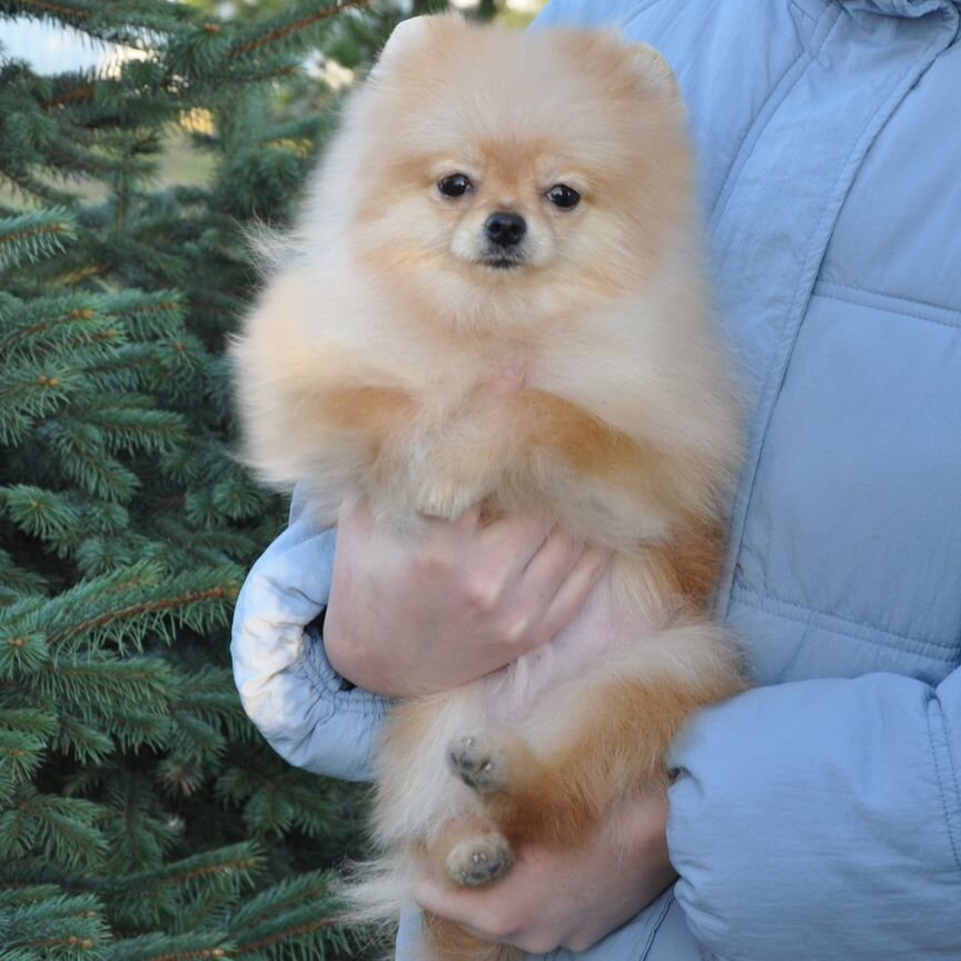 Померанский шпиц, щенок