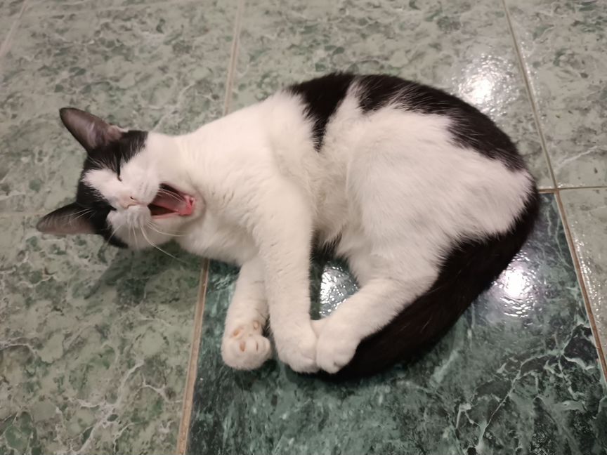 Кошка Бусинка