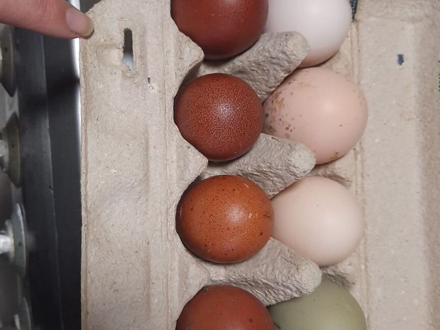 Яйцо кур несушек