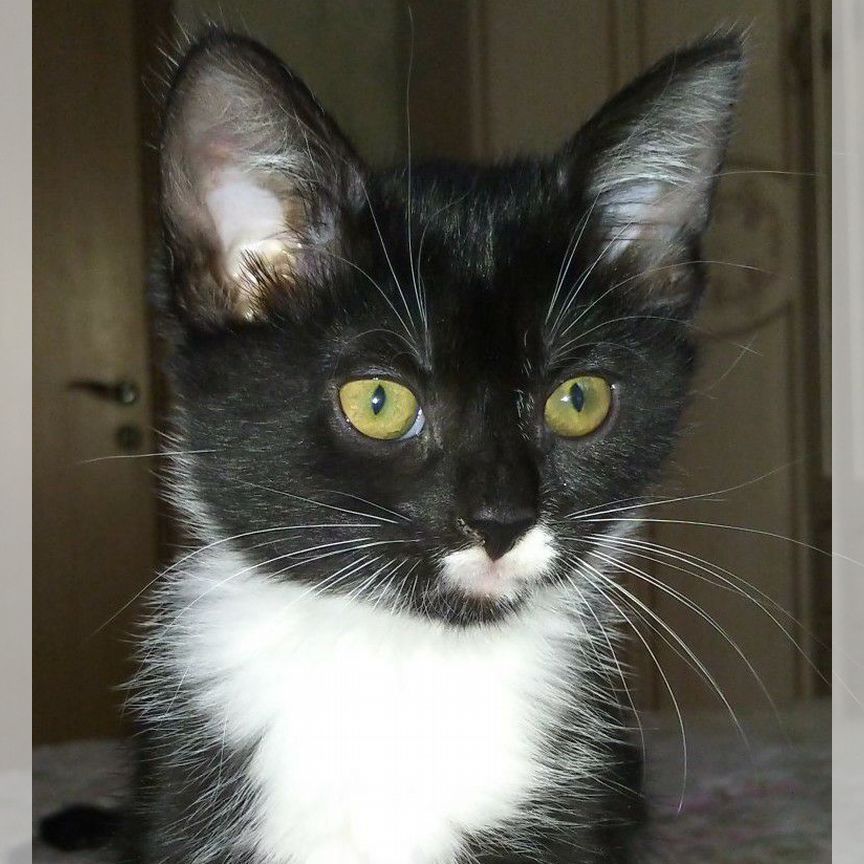 Забава Котенок