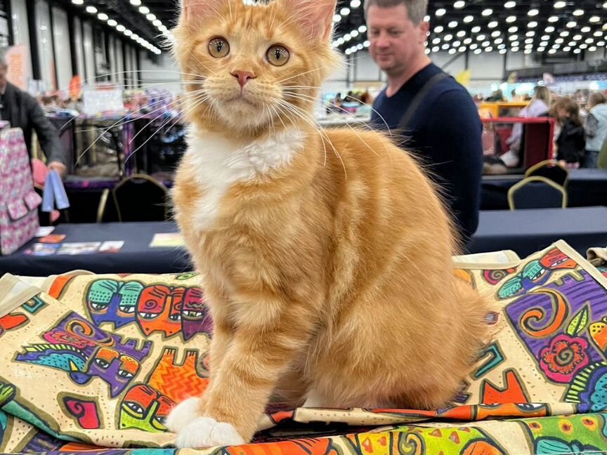 Мейн-кун котенок шикарная девочка