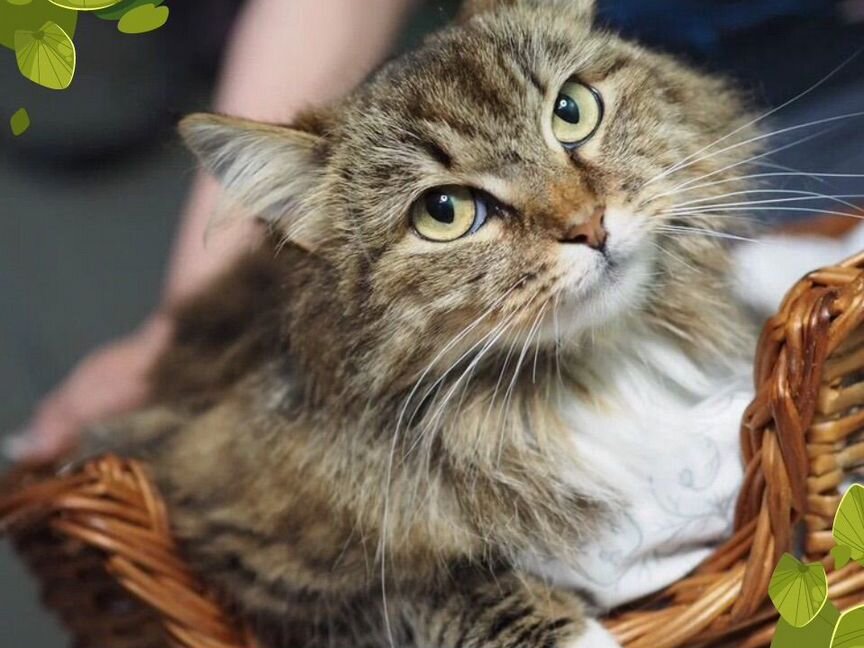 Кошка в дар