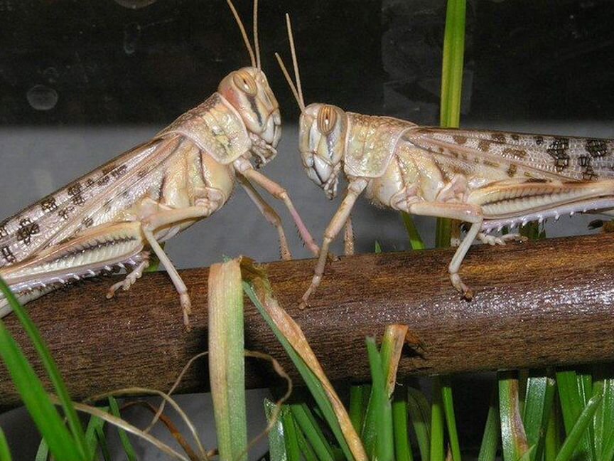 Саранча