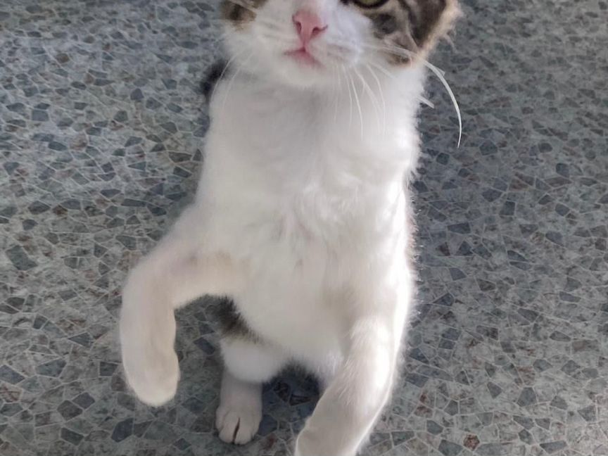 Котенок компаньон ищет семью
