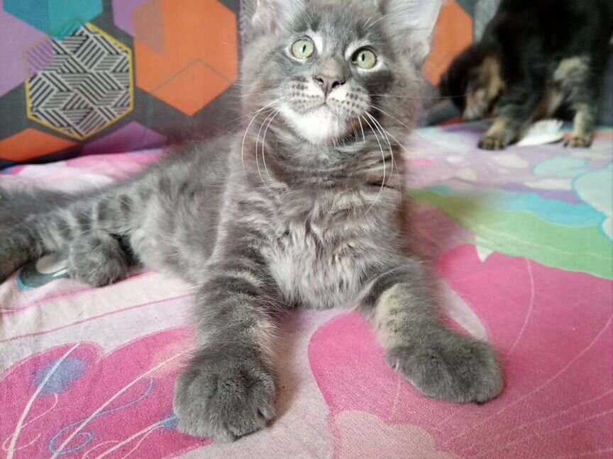 Котята мейн-кун