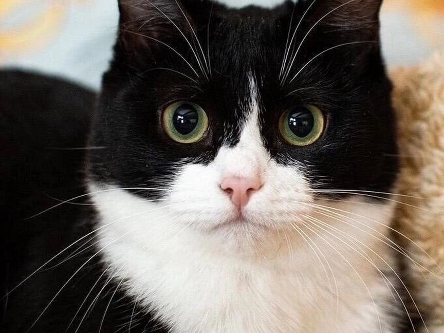 Милейшая скромная Баффи нуждается в хозяевах