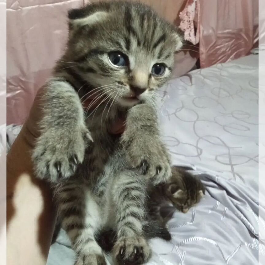 Шотландский вислоухий короткошёрстный котёнок