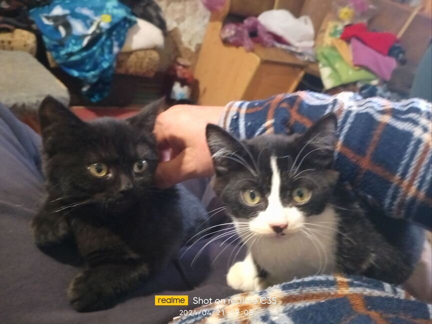 Кошка в дар