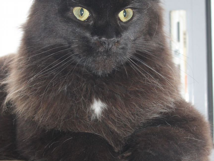 Котята мейн-кун