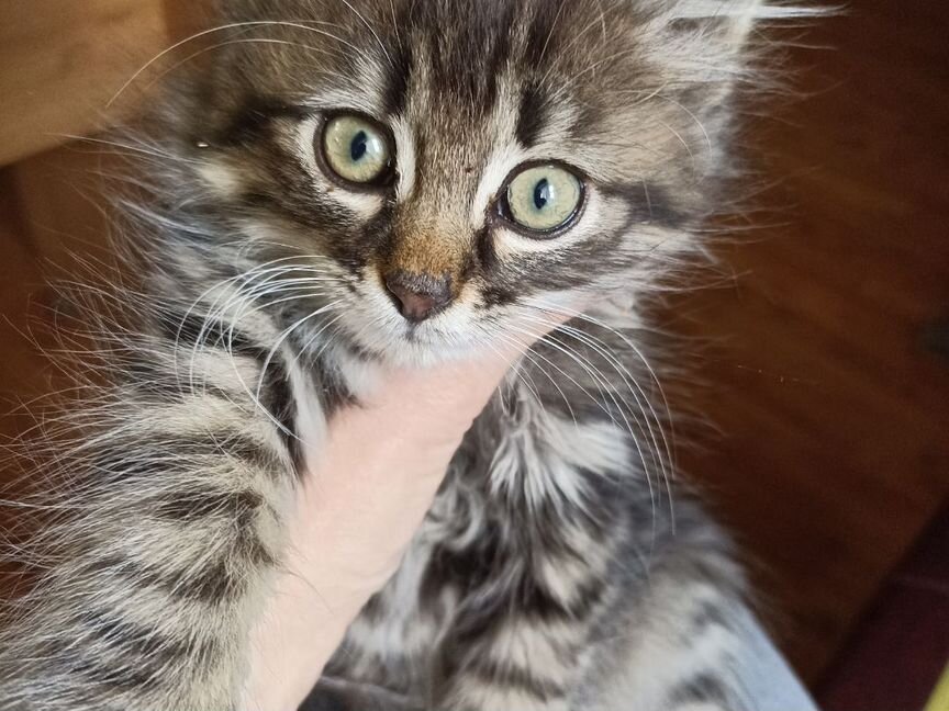 Кошечка 2 месяца бесплатно
