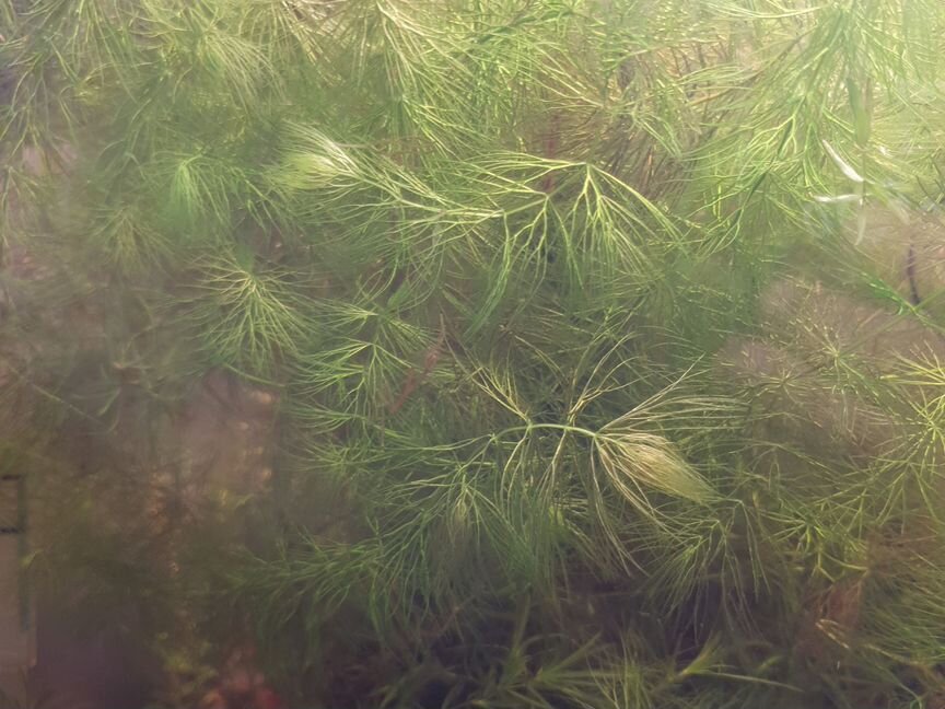 Роголистник в аквариум