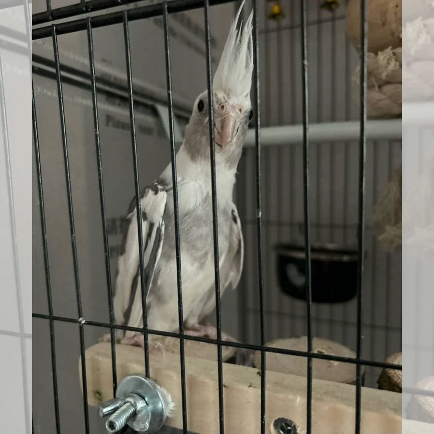 Попугай корелла с клеткой