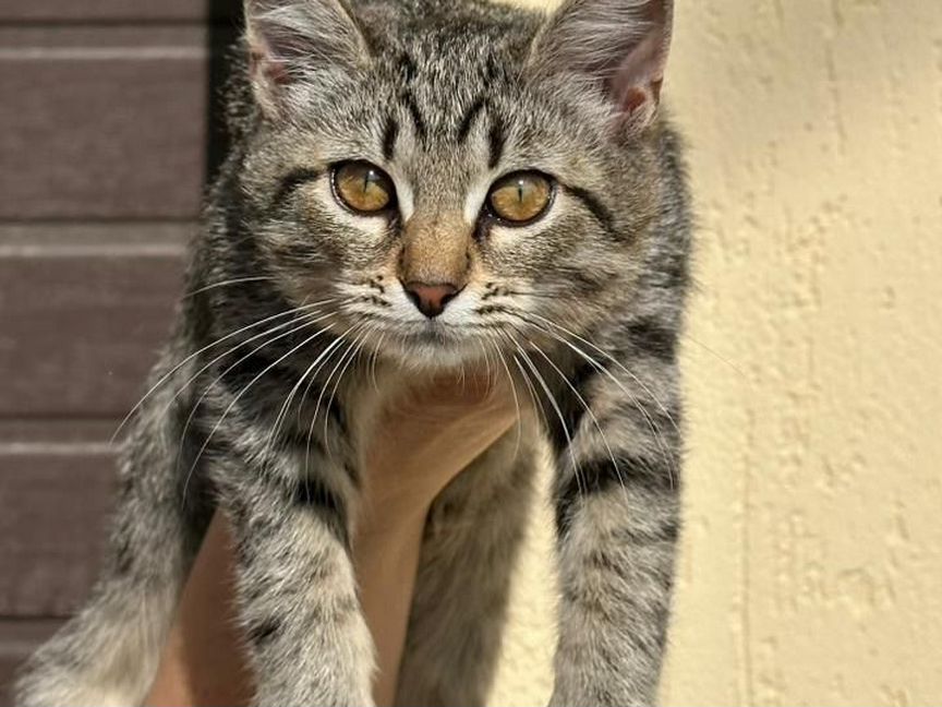 Котята в добрые руки приучены к лотку