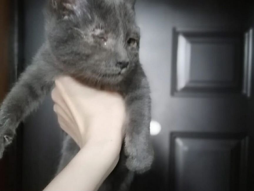 Котёнок
