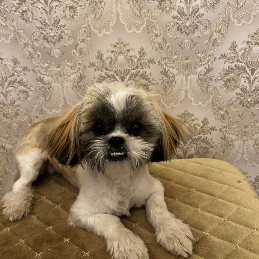 Ши тсу щенок