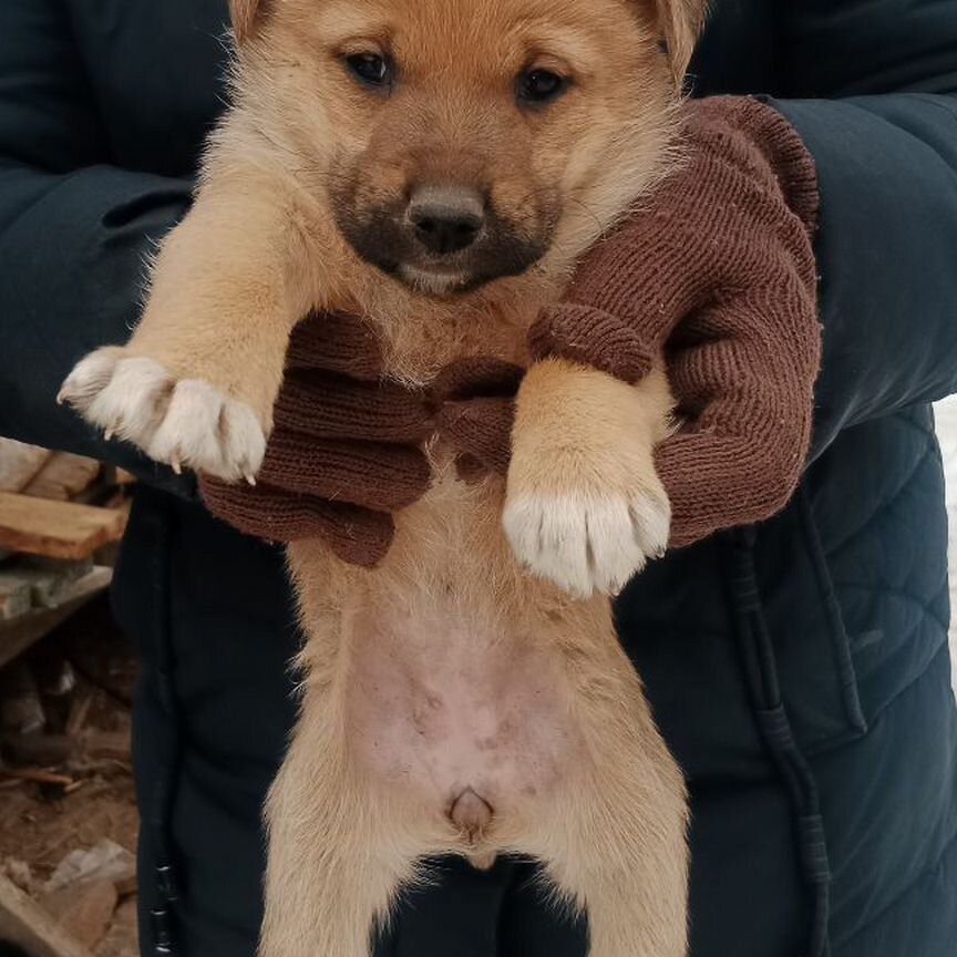 Щеночки в дар