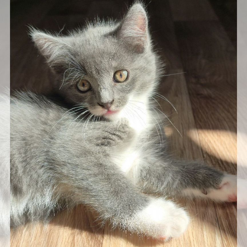 Котёнок в добрые руки