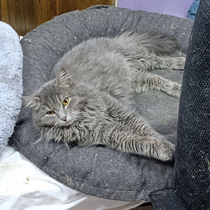 Взрослый кот в добрые руки