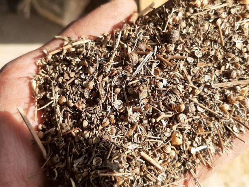 Кориандр на корм скоту