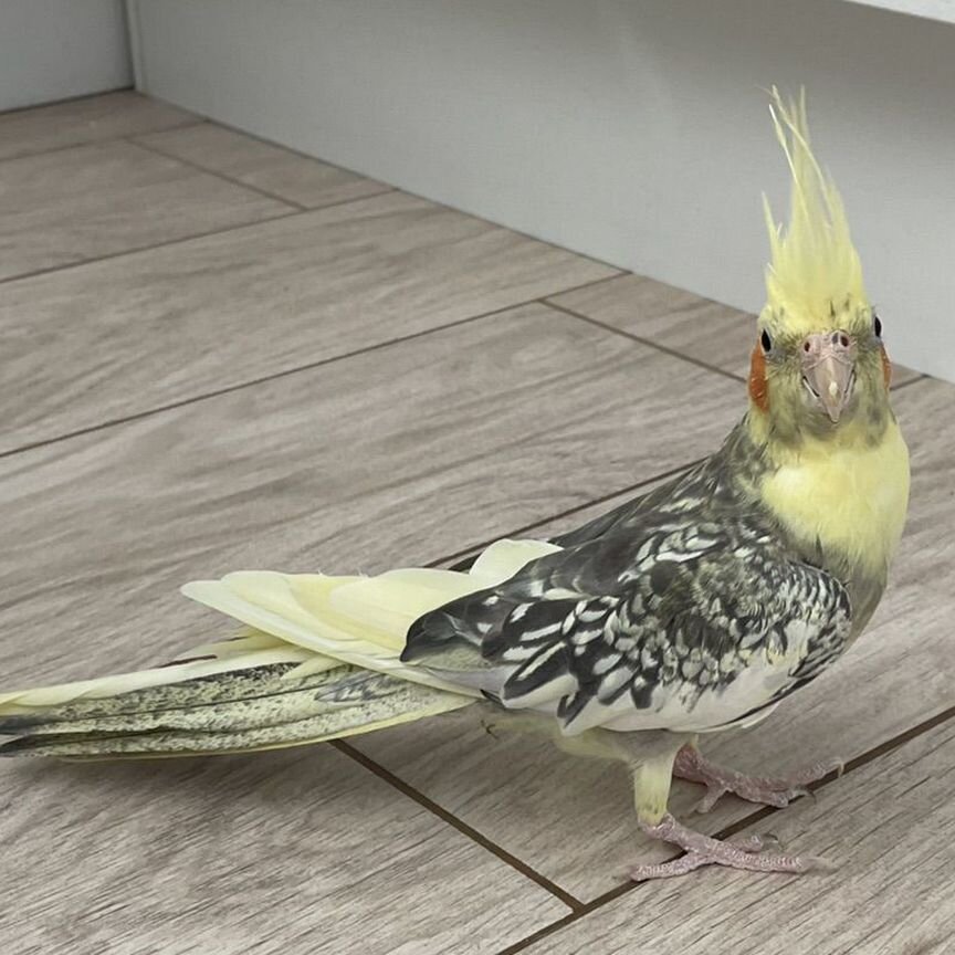 Попугай корелла с клеткой