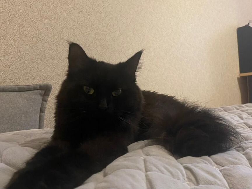 Кошечка в добрые руки