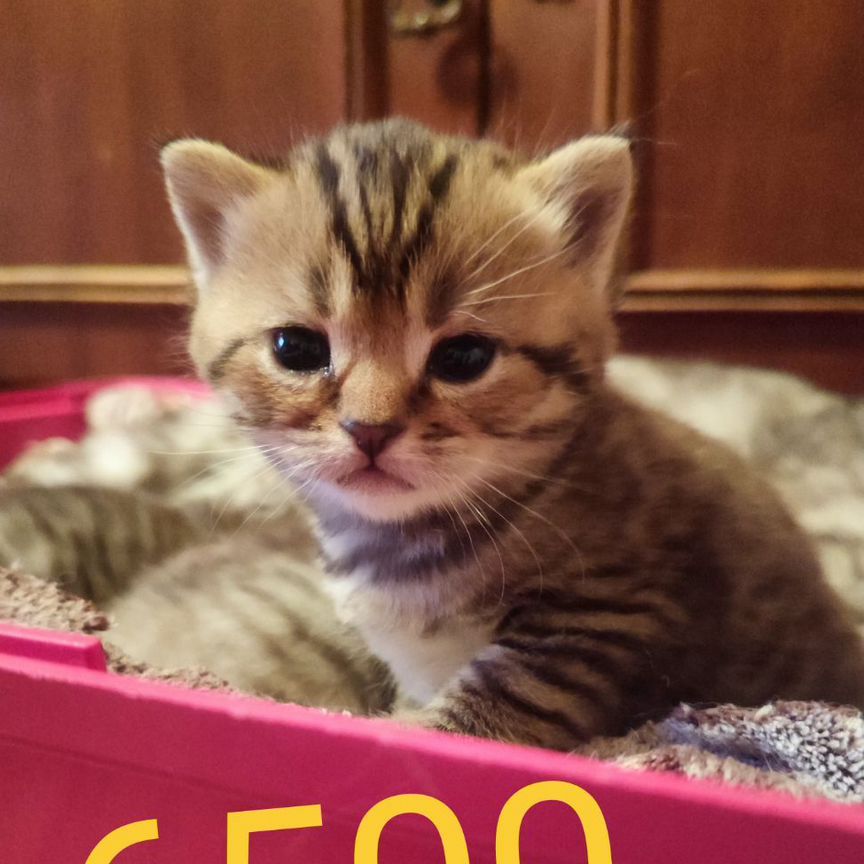 Шотландский прямоухий короткошёрстный котёнок