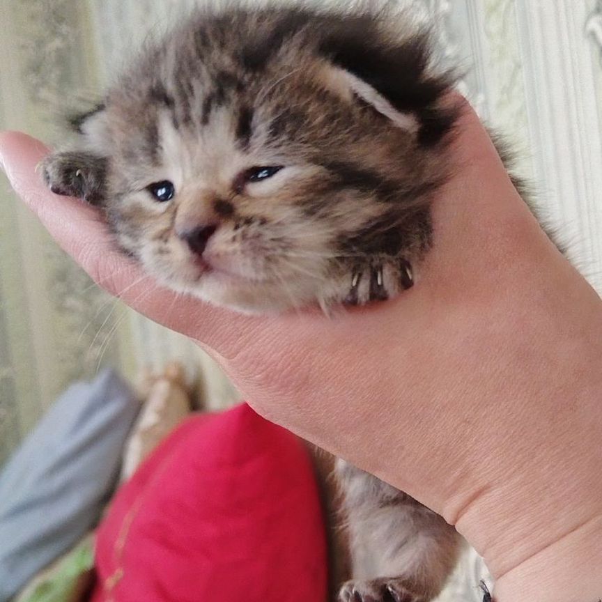 Мейн-кун котёнок