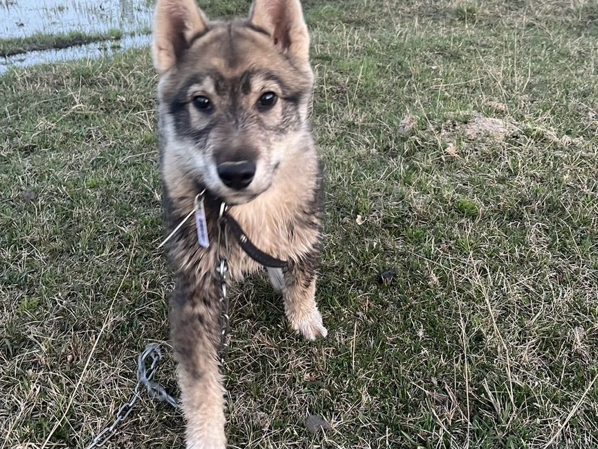 Западно сибирская лайка