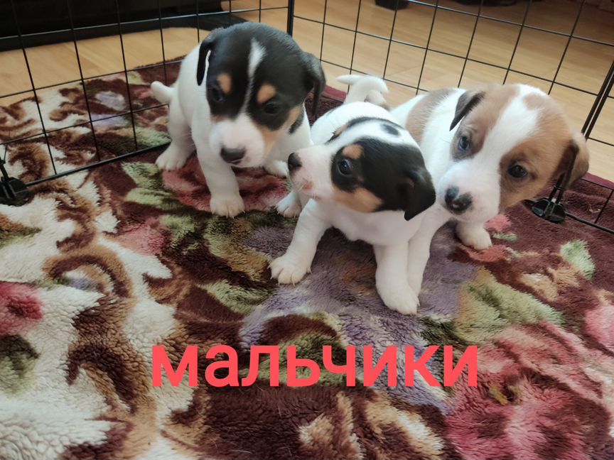 Джек Рассел терьер