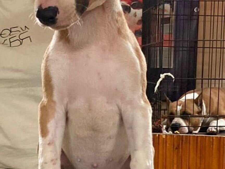 Бультерьер стандартный