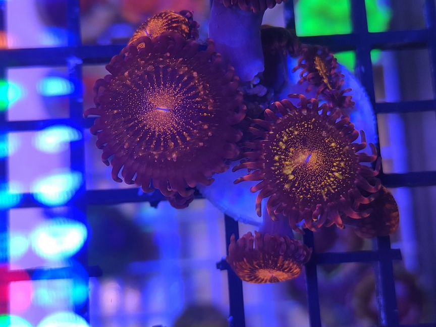 Морские кораллы