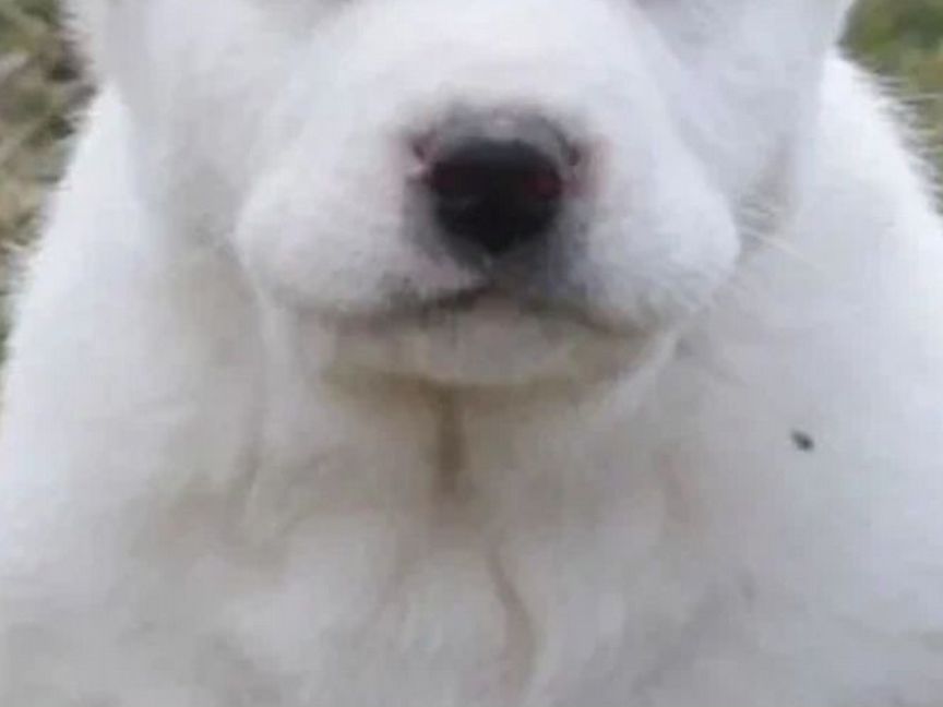 Ищу щенка волкодава/сао