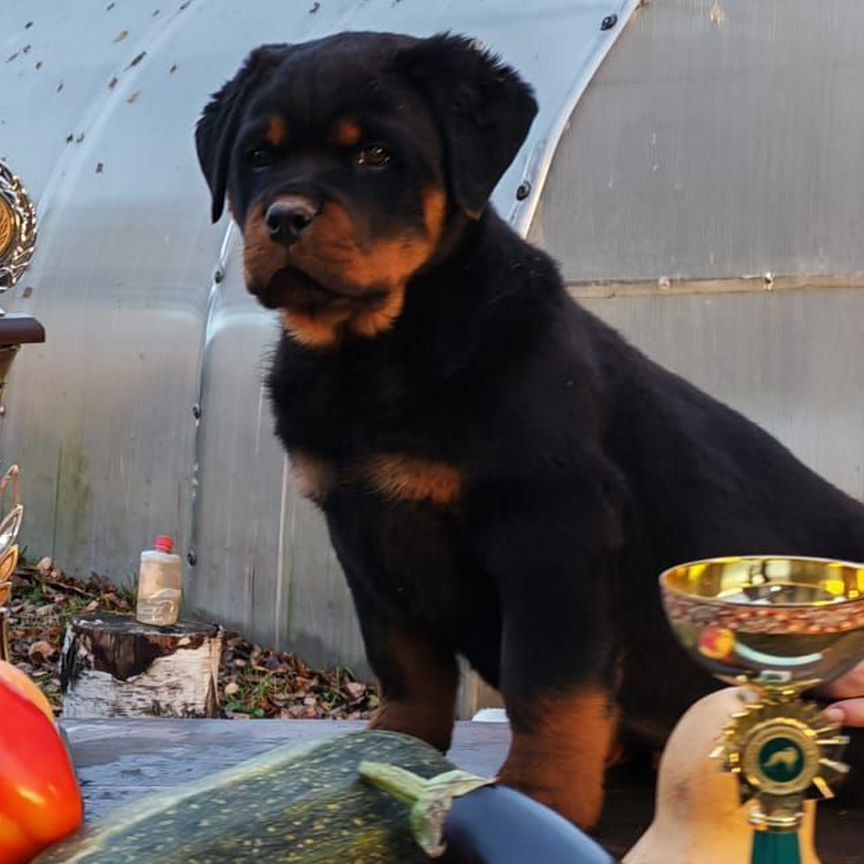 Ротвейлер, щенок