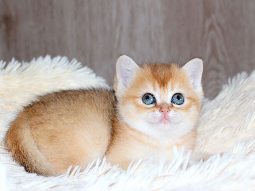 Британская золотая шиншилла