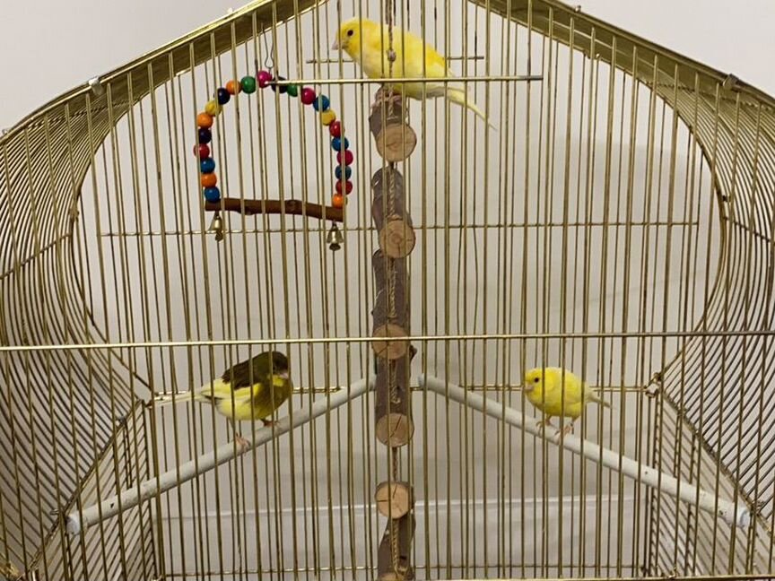Клетку с канарейкой