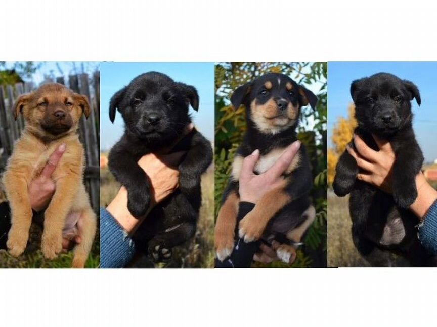 Отдам щенков. Бесплатная доставка