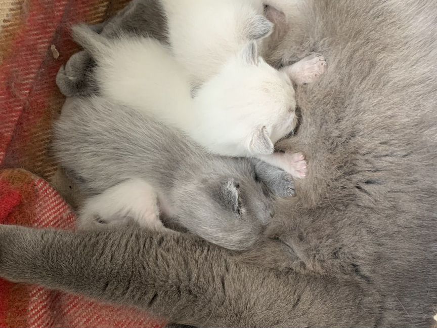 Невские маскарадные котята