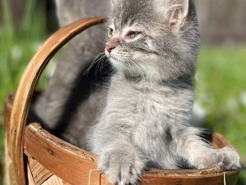 Котенок мальчик Филимоша очень нужен дом